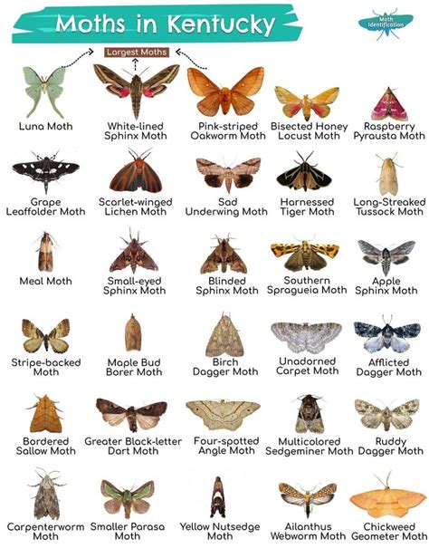 Types Of Moths In Kentucky Poster