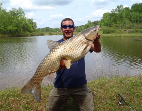 Grass Carp Vs Common Carp