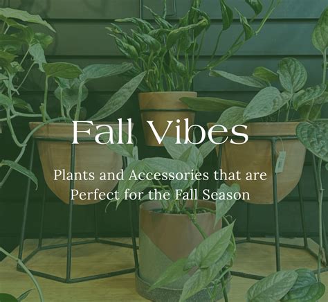 Fall Vibes Plants And Accessories That Are Perfect For The Fall Seas
