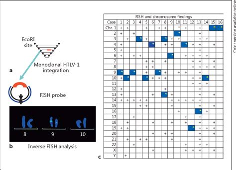 Figure 1 From Molecular Pathology Of Adult T Cell Leukemialymphoma