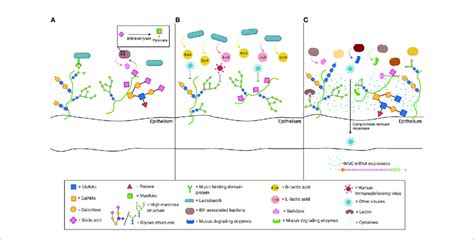 schematic depiction of interactions between cervicovaginal mucus