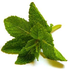 Spearmint – Deluxe Produce
