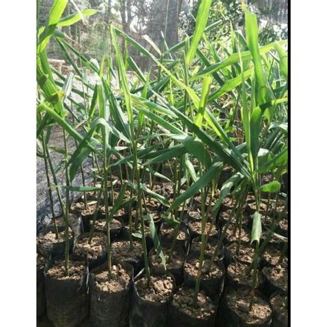 Pohon Jahe Merah Tanaman Herbal Lazada Indonesia Pohon Jahe Merah Tanaman Herbal Lazada Indonesia