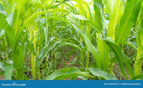 Corn Plots In Farmland Corn Field Corn Planting Corn Cultivation Stock