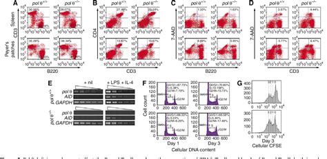 Figure 2 From The Translesion Dna Polymerase Theta Plays A Dominant Role In Immunoglobulin Gene