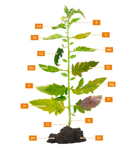 Fertilizer Independent Substrate Consulting