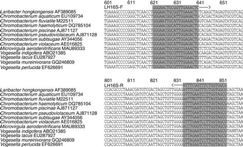Alignment Of Nucleotide Sequences Of Primer Pair Lh16s F Lh16s R And Download Scientific