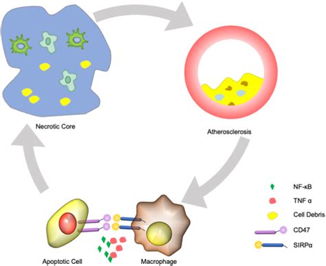 The Role Of Cd47 In Non Neoplastic Diseases Pmc