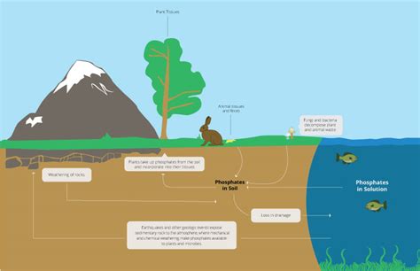Explain Phosphorus Cycle With Diagram
