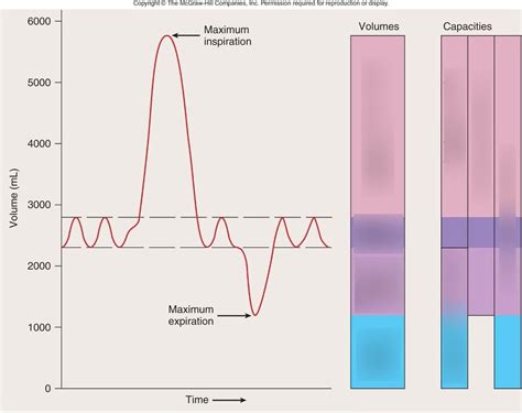 Measurements Of Lung Function Diagram Quizlet