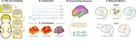 Infanteeg Corticalnetworks Sourcereconstruction Eegelectrode