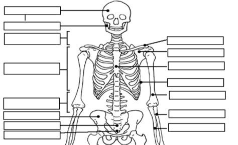 Whole Skeleton Class Set 2 24 25 Diagram Quizlet