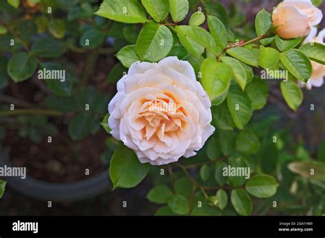 Peach Coloured Floribunda Rose Stock Photo Alamy