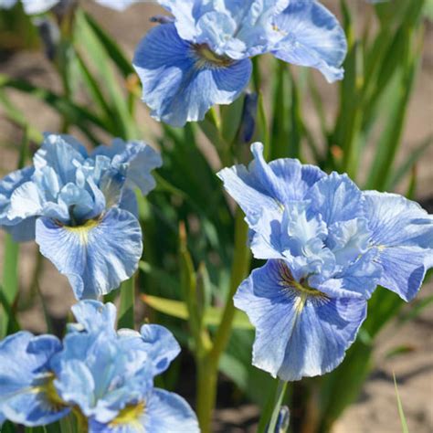Blue Siberian Iris