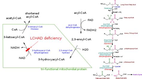 Beta Oxidation Of Fatty Acid Definition Steps Importance Biology