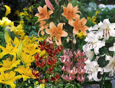 Lily Flower Classification At Jenny Abate Blog
