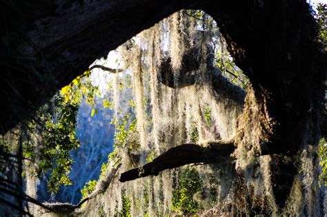 Wispy Tree By Brytneywolske On Deviantart