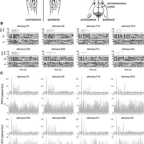 Neuronal Spike Responses During Bilateral Stimulation Of The Second Download Scientific Diagram