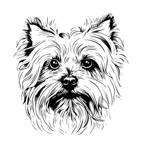 Premium Vector Sketch Portrait Of Cute Yorkshire Terrier Vector