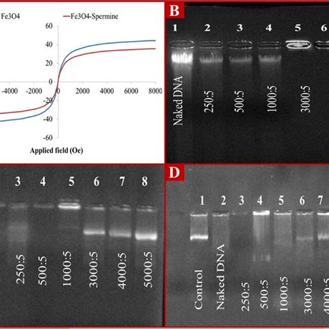 tga curves of fe3o4 and fe3o4 sm nanoparticles a uv vis curves of