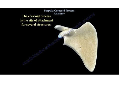 Coracoid Process —