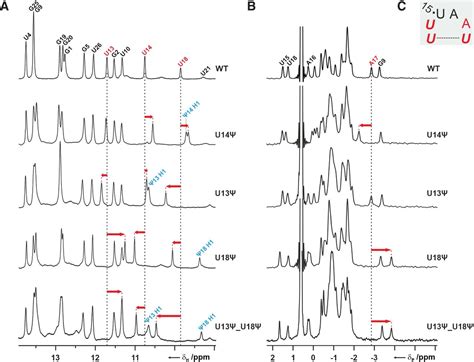 Structural And Dynamic Effects Of Pseudouridine Modifications On Noncanonical Interactions In Rna