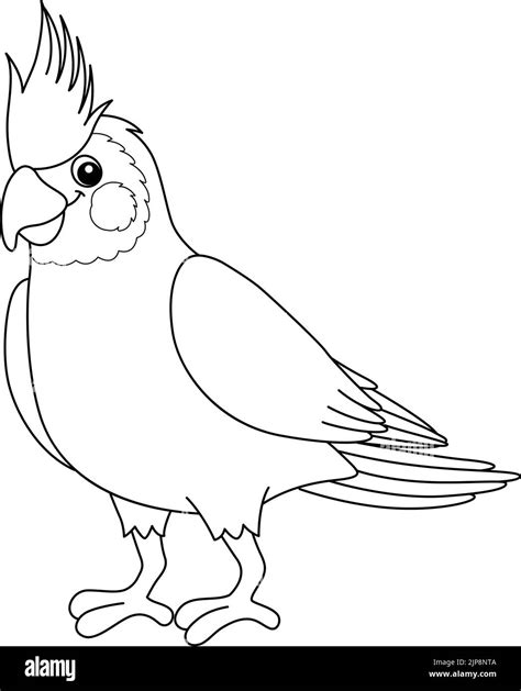 Cockatiel Bird Coloring Pages Cockatiel Drawing Hi Res Stock