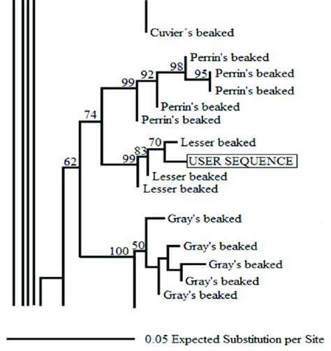 partial neighbor joining tree of mtdna control region showing the