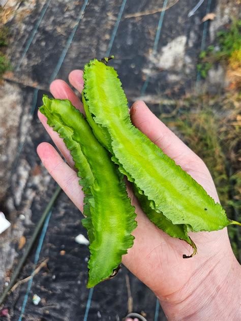 Urizun Japanese Winged Bean Baker Creek Heirloom Seeds