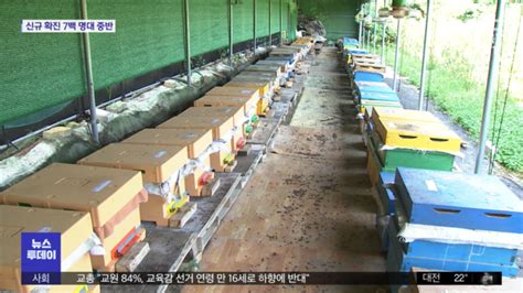 꿀벌 100만 마리 떼죽음이유는 농약
