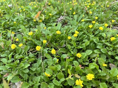 Plant Communications重磅综述：植物单细胞和空间多组学概述 知乎