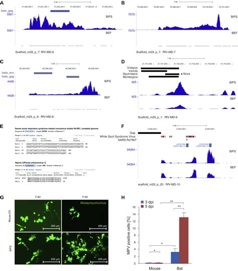 Bat Pluripotent Stem Cells Reveal Unusual Entanglement Between Host And Viruses Cell