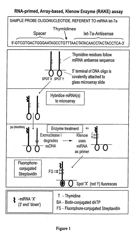 Rna Blotting Patented Technology Retrieval Search Results Eureka