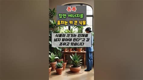 집안 에너지를 훔치는 키 큰 식물 돈복 풍수 풍수인테리어 집안운 Youtube