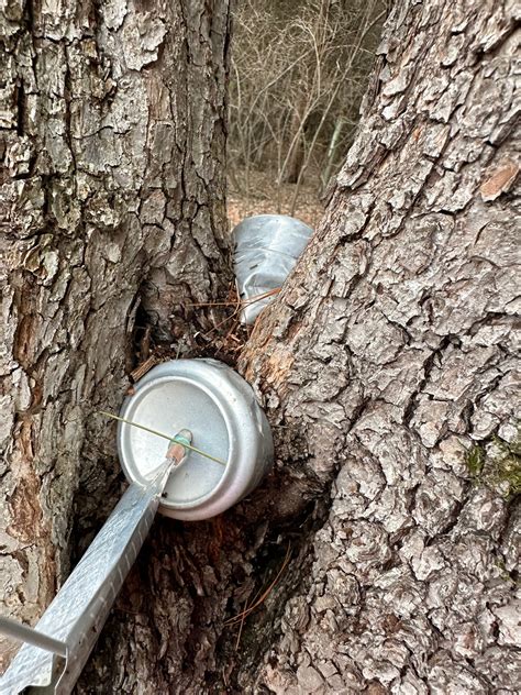 Pear Pear Rootstock Id And What And How To Graft General Fruit