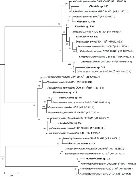 Adjacency Phylogenetic Tree Of The Ten Selected Pgpr Strains Selected