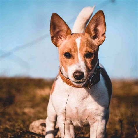 Training Jack Russells A Realistic Honest Jrt Training Guide — Best