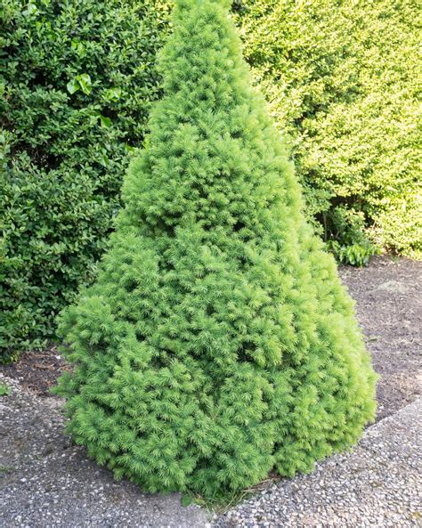 15 Best Low Growing Trees For Your Garden