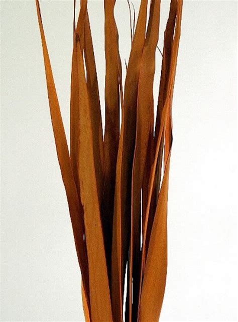 Tall Rustic Orange Cacho Dried Palm Grasspalm Leaf Grassgrass Bundlerustic Boho Themelong