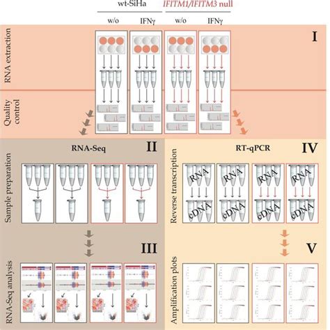 Figure S3 Workflow Followed To Analyze The Transcriptome In Wt Siha
