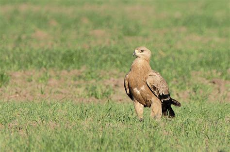 רשימת צלמים ואמנים עמוד 1