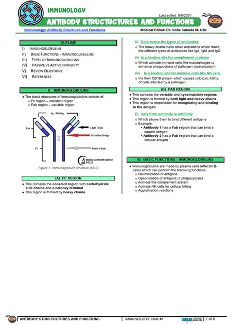 Antibody Structure And Function Atf Pdf Antibody Immunoglobulin G
