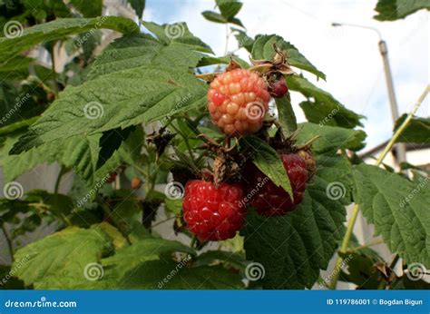 Raspberry Berry In The Garden Stock Image Image Of Showcases Berries