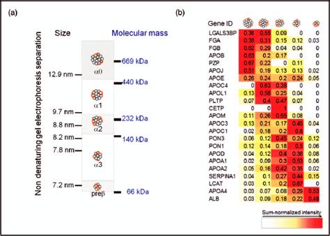 Global Proteomics Profiling Of Five Hdl Size Fractions A A Gel Lane