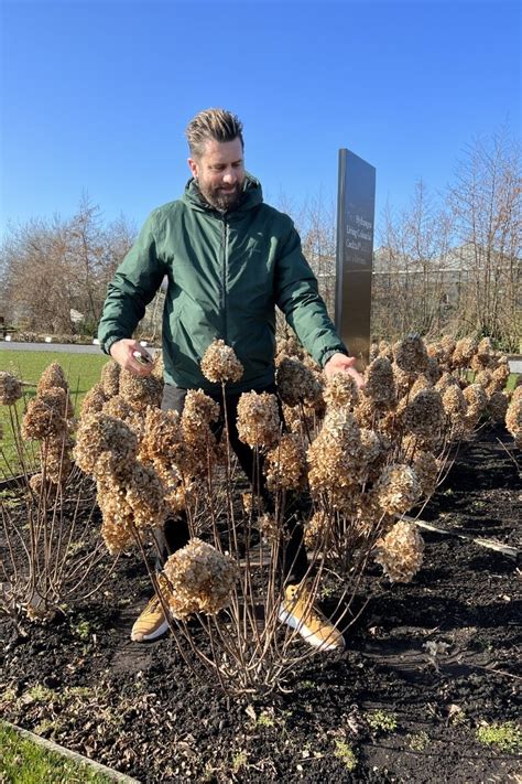 3 Ways To Prune Hydrangrea Paniculata