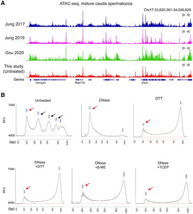 Revisiting Chromatin Packaging In Mouse Sperm