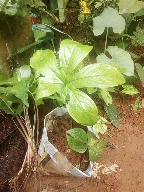 Tanaman Tunjuk Langit Lazada Indonesia