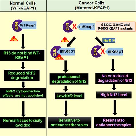 A Nrf2 Inhibitor Selectively Sensitizes Keap1 Mutant Tumor Cells To