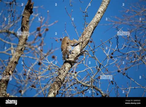 Pair Of Eastern Gray Squirrels Sciurus Carolinensis Mating In A Tree Stock Photo Alamy