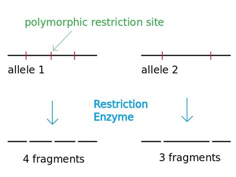 Difference Between Rapd And Rflp Pediaa Com